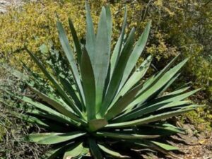 ⫸ Agave - www.PlantasCrasas.net