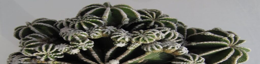 ⫸ Aztekium, esos raros cactus que son objeto de deseo 🌵