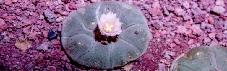 ⫸ Lophophora williamsii - PEYOTE, un pequeño cactus mágico.
