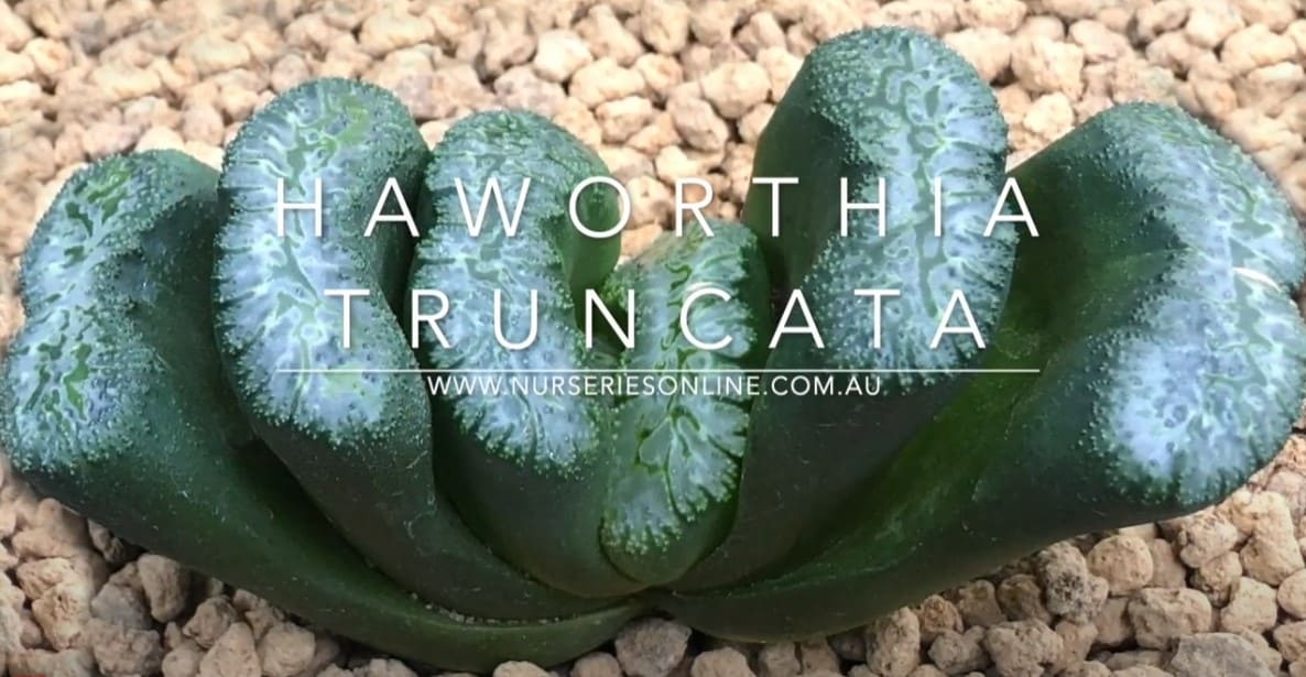 ⫸ Haworthia truncata - www.PlantasCrasas.net