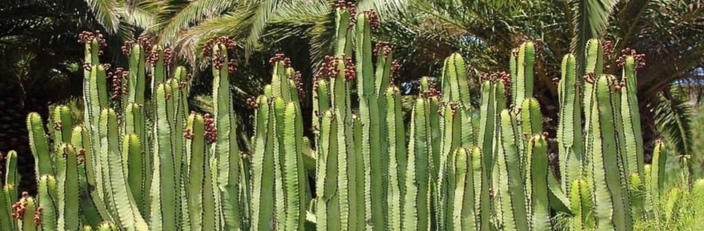 ⫸ Cardón Canario - www.PlantasCrasas.net 🌵