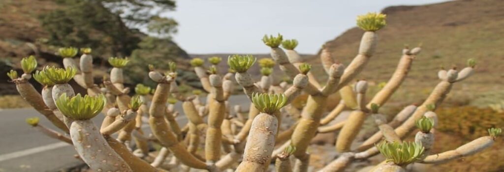 ⫸ Verode o Verol Canario, una planta única de las Islas Canarias.